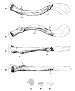 Homo pekinensis | Prehistoric Wiki | Fandom