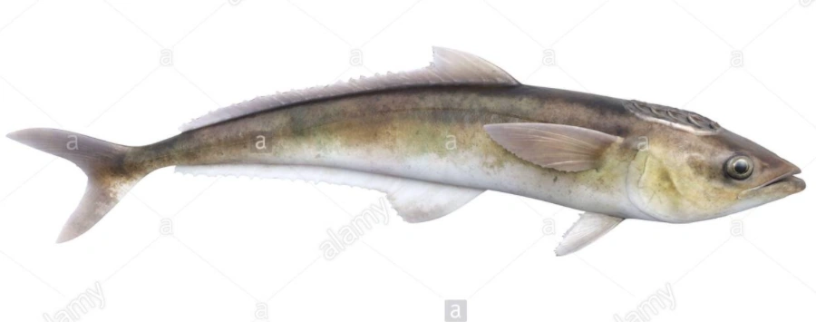 Opisthomyzon | Prehistoric Wiki | Fandom