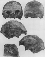 Homo soloensis | Prehistoric Wiki | Fandom