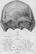 Homo soloensis | Prehistoric Wiki | Fandom