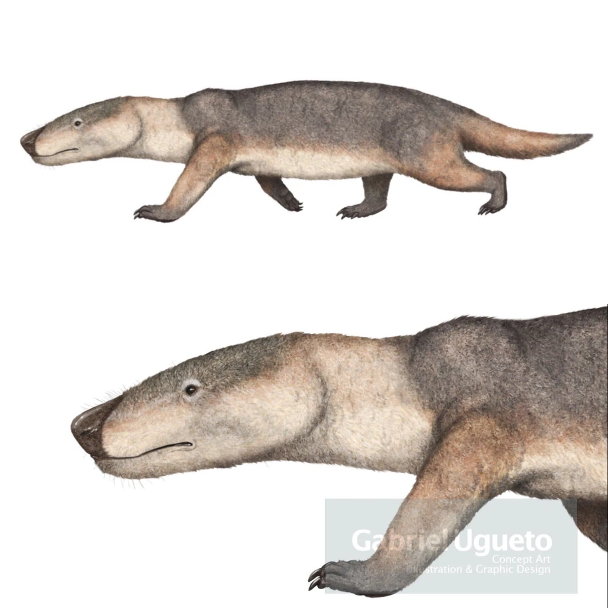 Thrinaxodon | Prehistoric Wiki | Fandom