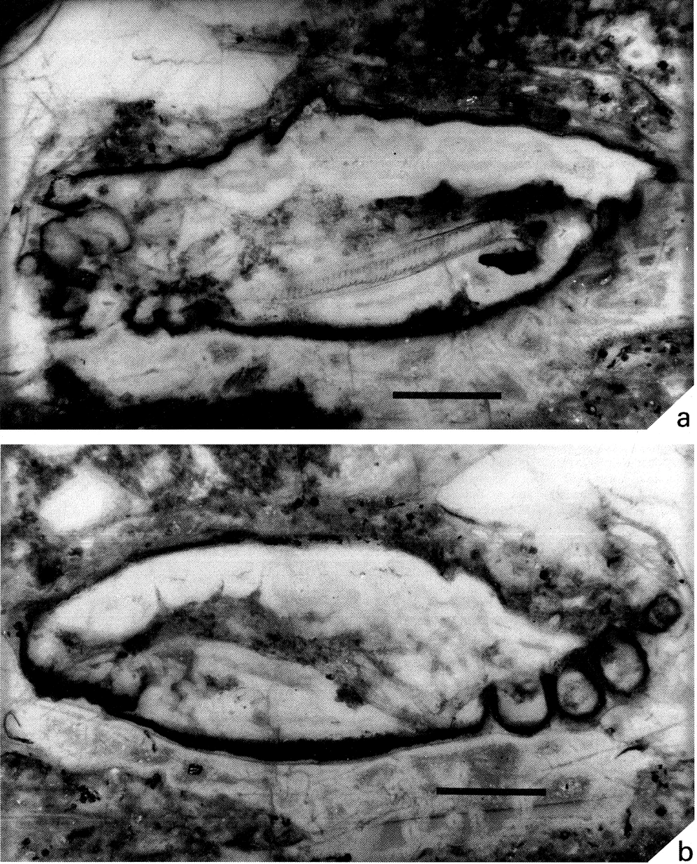 Eophalangium | Prehistoric Wiki | Fandom