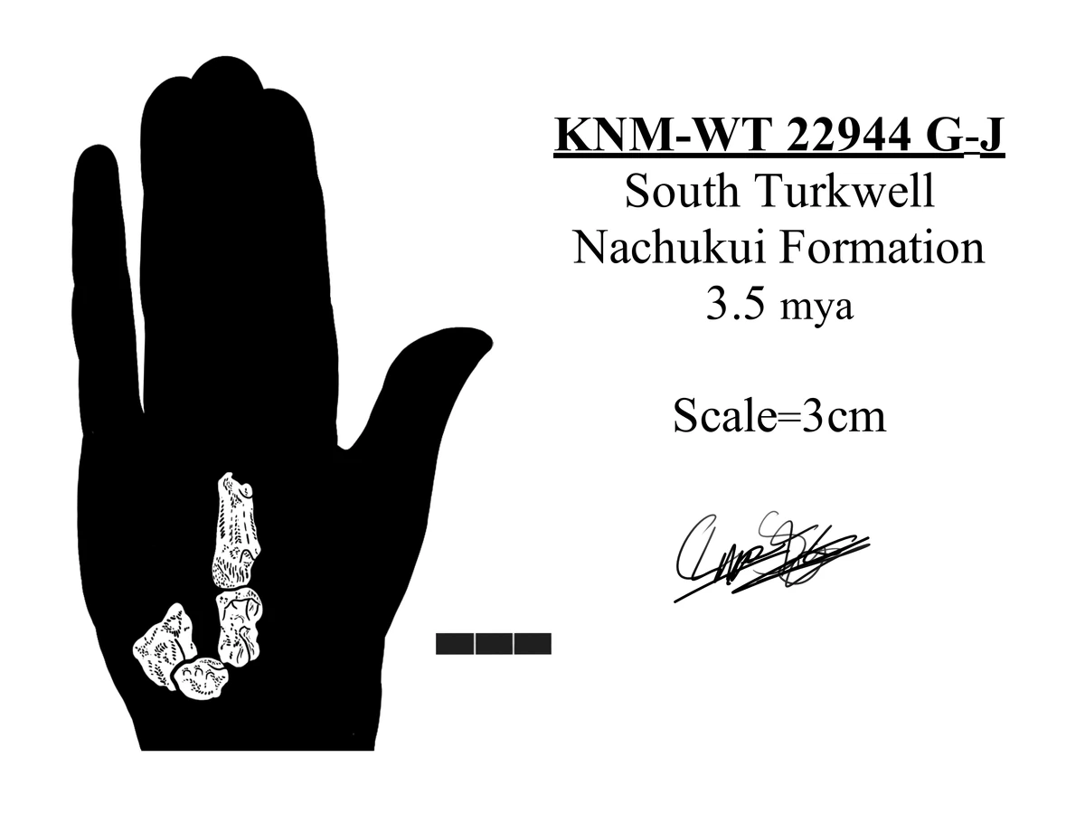 Turkwel hominid | Prehistoric Wiki | Fandom
