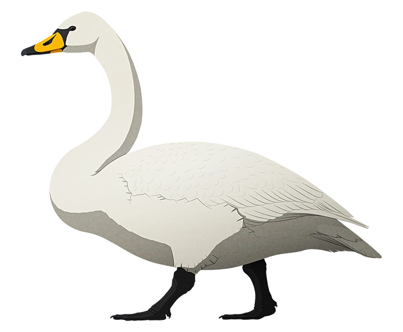 Giant swan | Prehistoric Wiki | Fandom