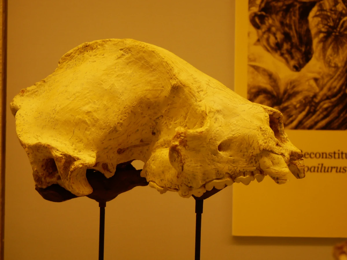 Ailuropoda microta | Prehistoric Wiki | Fandom