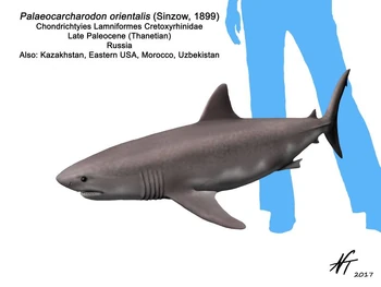 Palaeocarcharodon | Prehistoric Wiki | Fandom