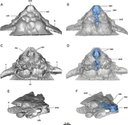 Niolamia | Prehistoric Wiki | Fandom