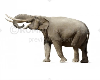 Primelephas | Prehistoric Wiki | Fandom