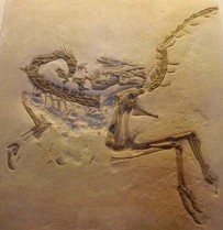 Compsognathus | Prehistoric Wiki | Fandom