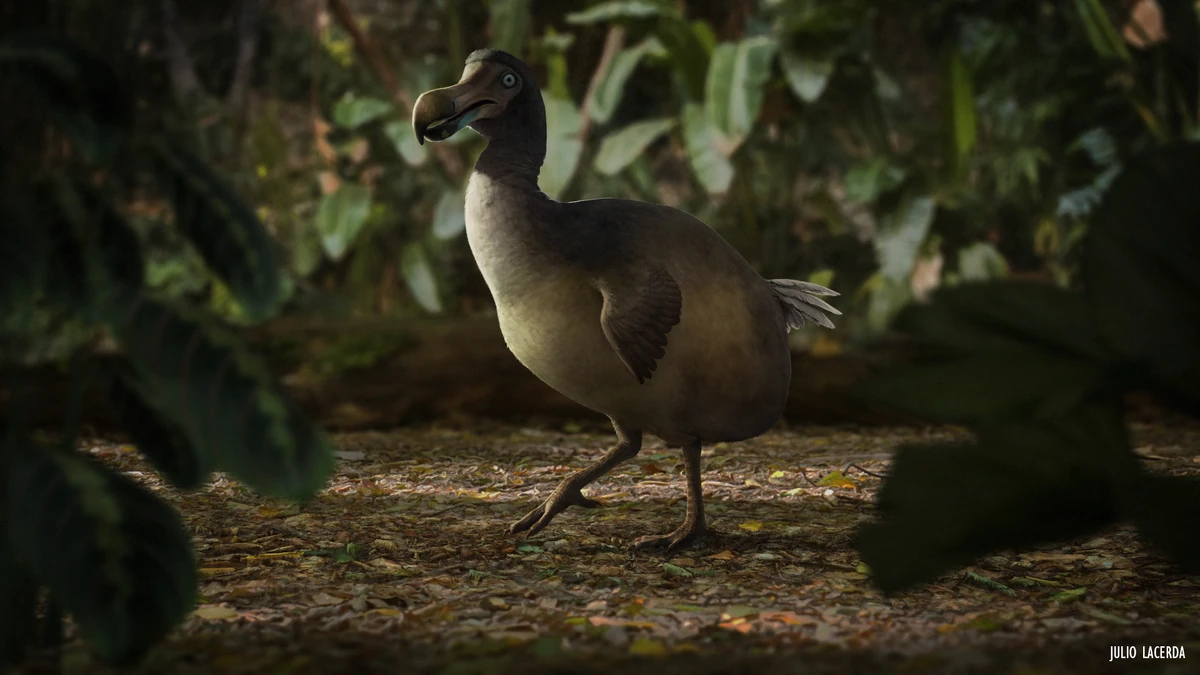 Dodo | Prehistoric Wiki | Fandom