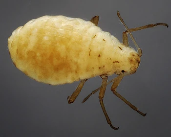 Mindarus | Prehistoric Wiki | Fandom