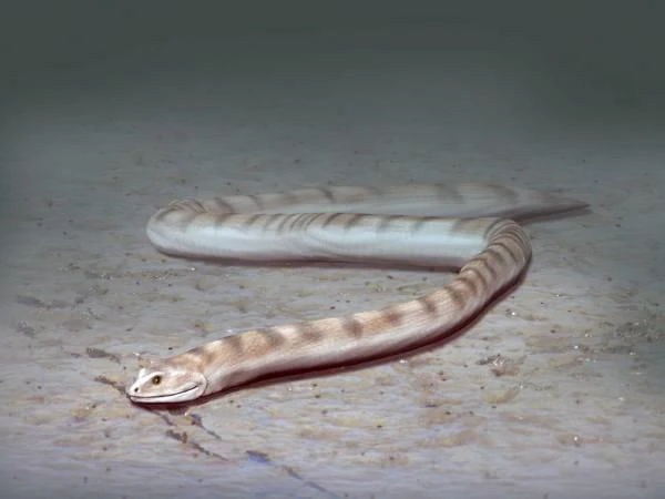 Adelospondylus | Prehistoric Wiki | Fandom