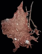 Dimetrodon | Prehistoric Wiki | Fandom