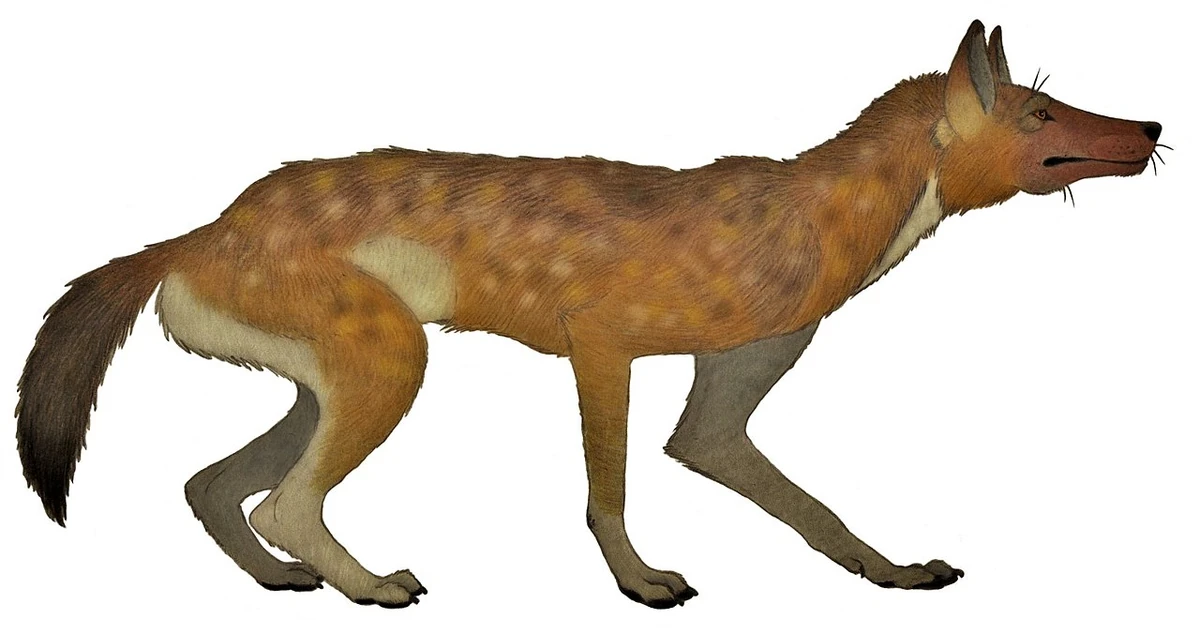 Cynotherium | Prehistoric Wiki | Fandom