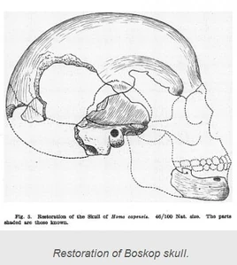 Telanthropus | Prehistoric Wiki | Fandom