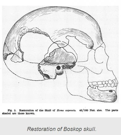 Telanthropus | Prehistoric Wiki | Fandom