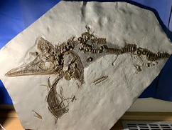 Ichthyosaurus | Prehistoric Wiki | Fandom