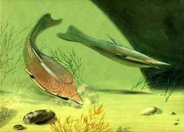 Pteraspis Fish