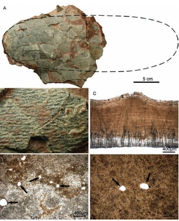 Megafusoolithus | Prehistoric Wiki | Fandom