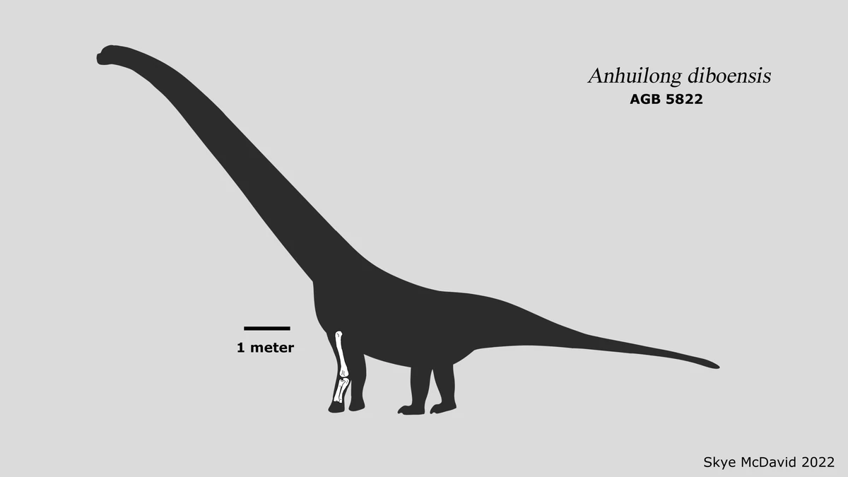 Anhuilong | Prehistoric Wiki | Fandom