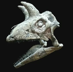 Shringasaurus | Prehistoric Wiki | Fandom