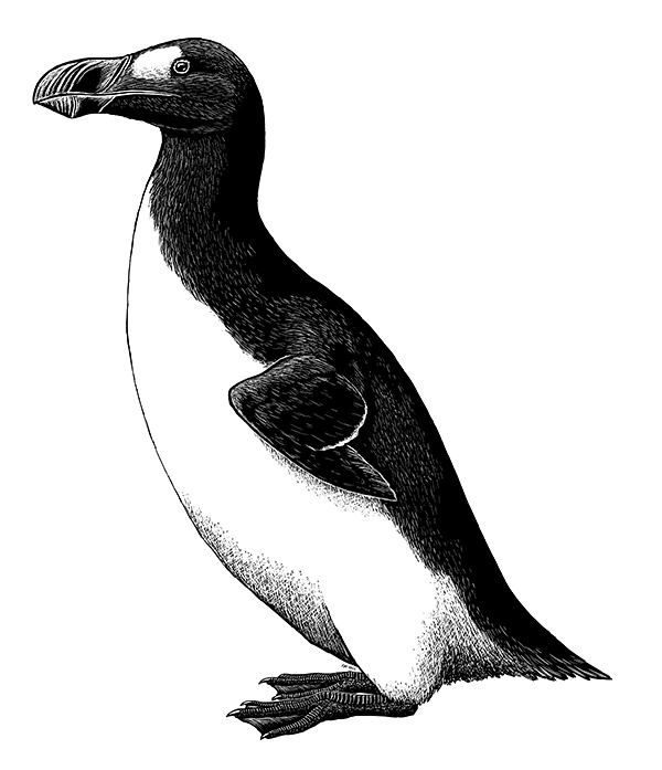 Great auk | Prehistoric Wiki | Fandom