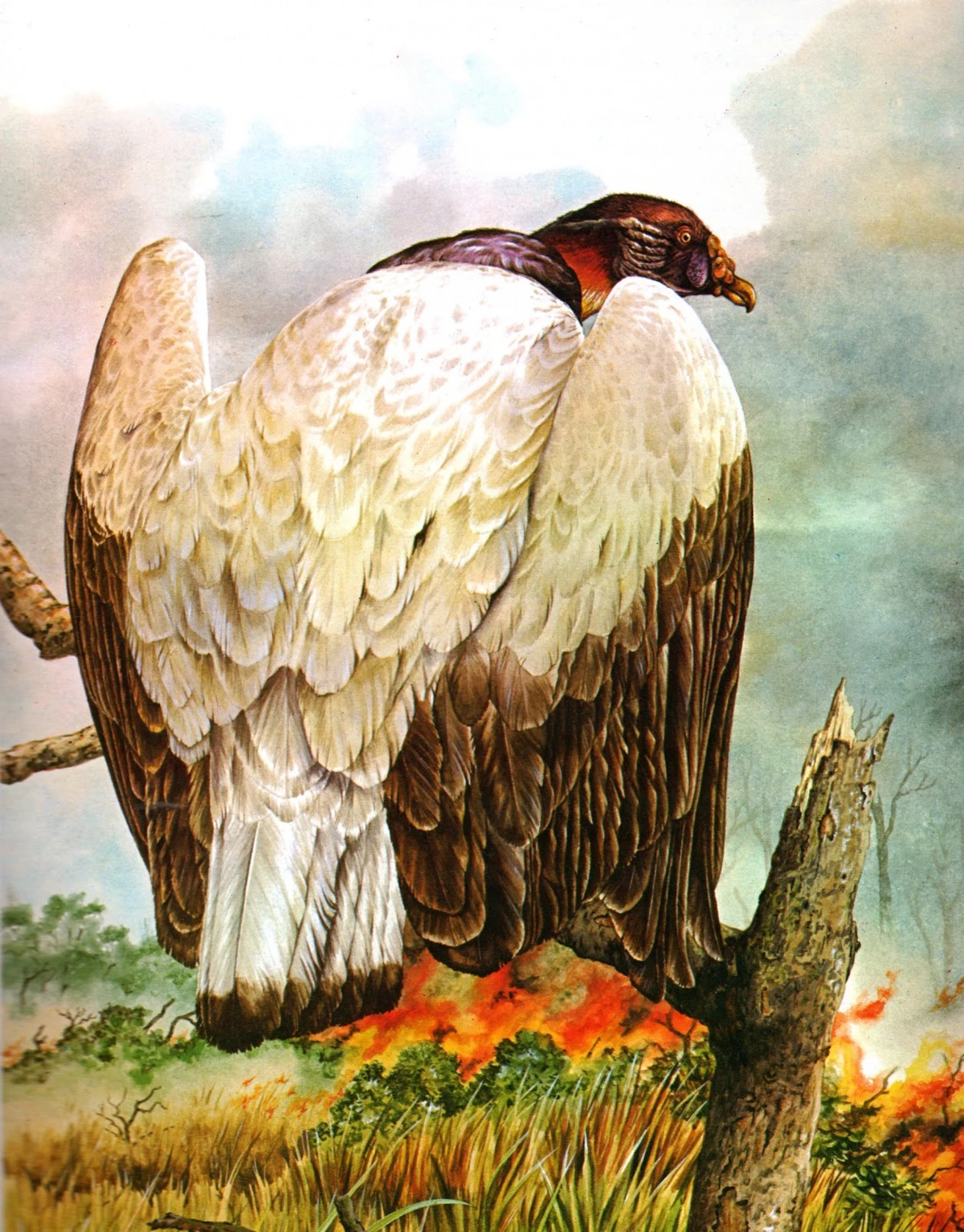 Painted vulture | Prehistoric Wiki | Fandom