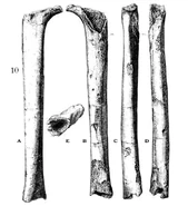 Homo pekinensis | Prehistoric Wiki | Fandom
