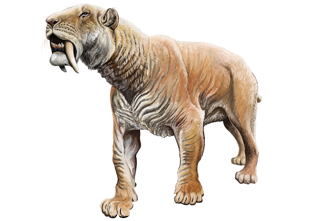 Smilodon Floridanus