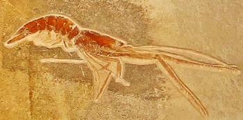 Aeger | Prehistoric Wiki | Fandom