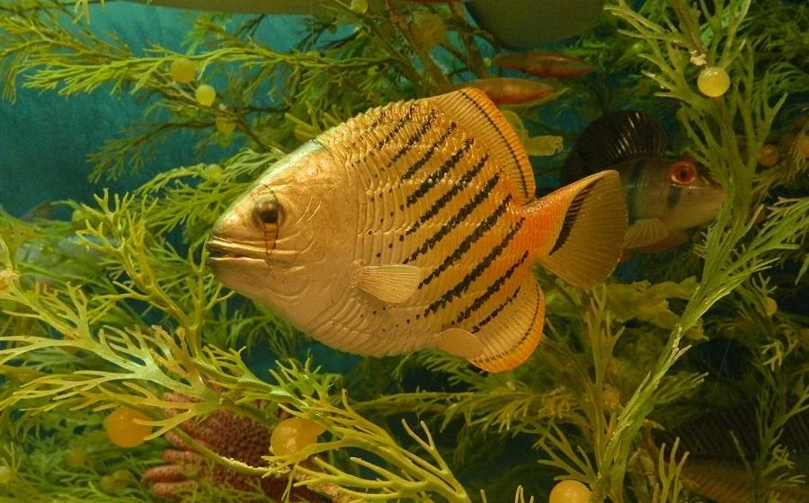 Guildayichthys | Prehistoric Wiki | Fandom