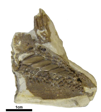 Anomoeodus | Prehistoric Wiki | Fandom