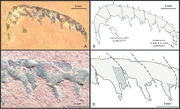 Anomalocaris | Prehistoric Wiki | Fandom