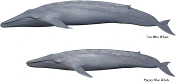 Balaenoptera | Prehistoric Wiki | Fandom