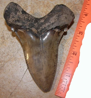 Otodus angustidens | Prehistoric Wiki | Fandom