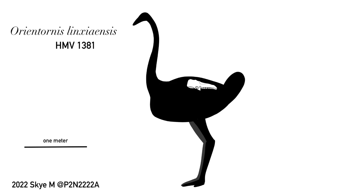 Orientornis | Prehistoric Wiki | Fandom