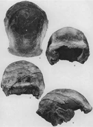 Homo soloensis | Prehistoric Wiki | Fandom