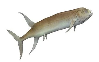 Gillicus | Prehistoric Wiki | Fandom