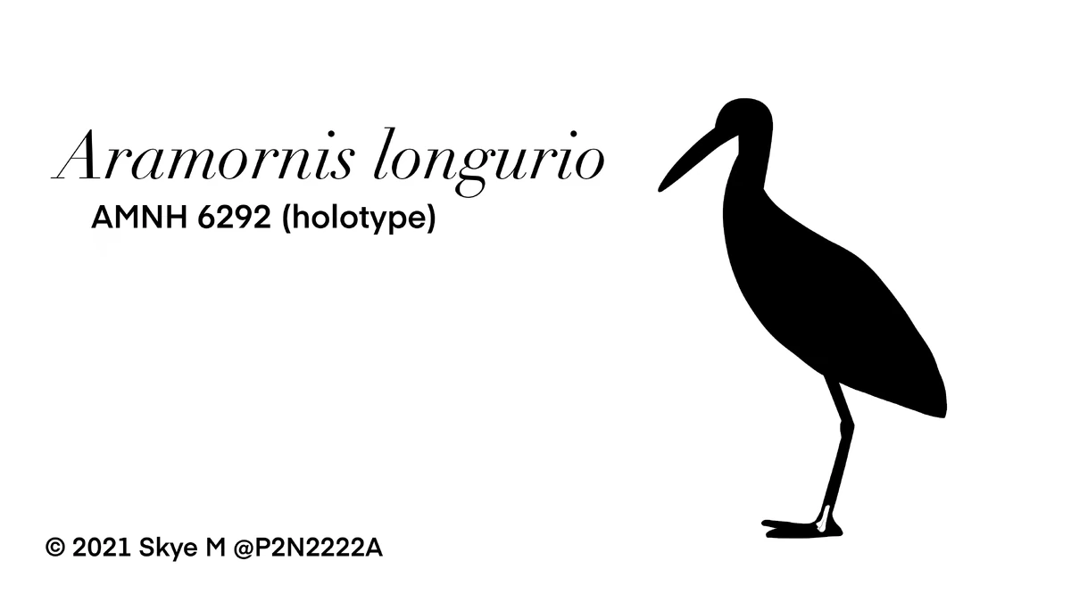 Aramornis | Prehistoric Wiki | Fandom