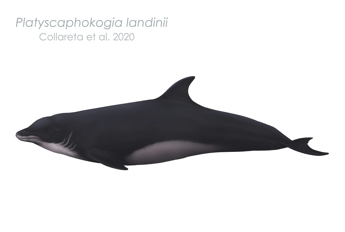 Platyscaphokogia | Prehistoric Wiki | Fandom