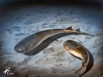 Sacabambaspis | Prehistoric Wiki | Fandom