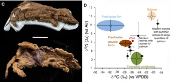 Canis | Prehistoric Wiki | Fandom