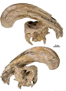 Parasaurolophus | Prehistoric Wiki | Fandom