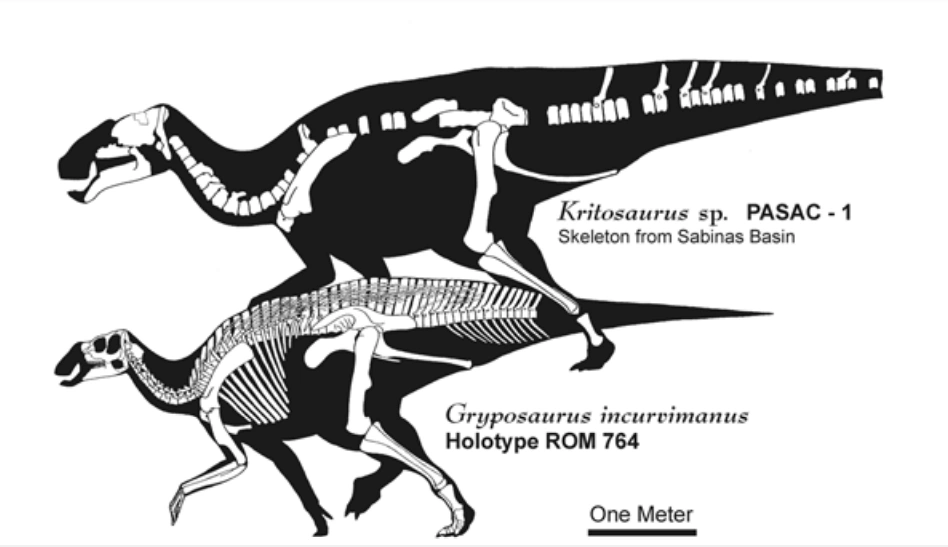 Sabinosaurus | Prehistoric Wiki | Fandom