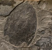 Cambroraster | Prehistoric Wiki | Fandom