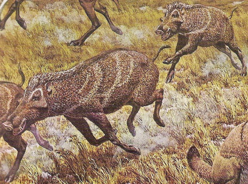 Category:Peccaries | Prehistoric Wiki | Fandom