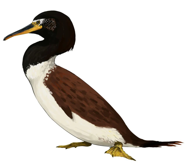 Hesperornis | Prehistoric Wiki | Fandom