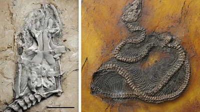 Discuss Everything About Prehistoric Wiki | Fandom