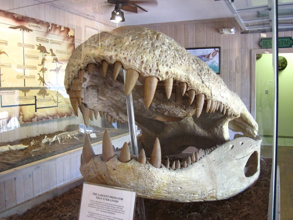 Purussaurus Skull