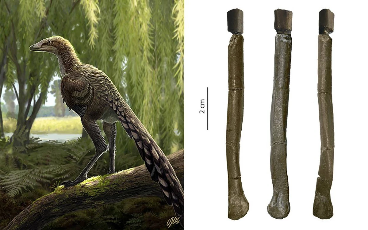 Tamarro | Prehistoric Wiki | Fandom